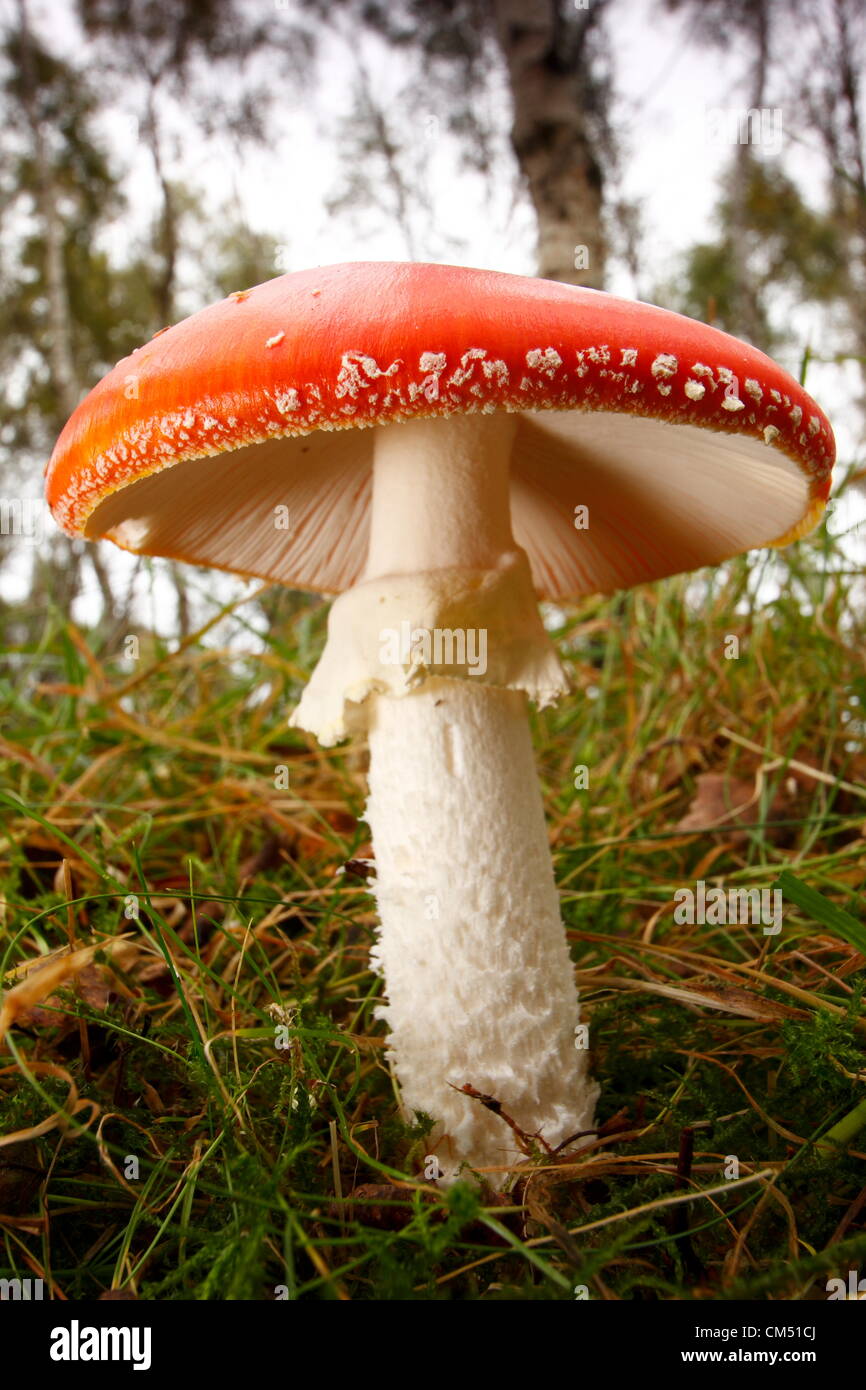 Fly agaric toadstool growing on woodland floor beneath silver birch ...