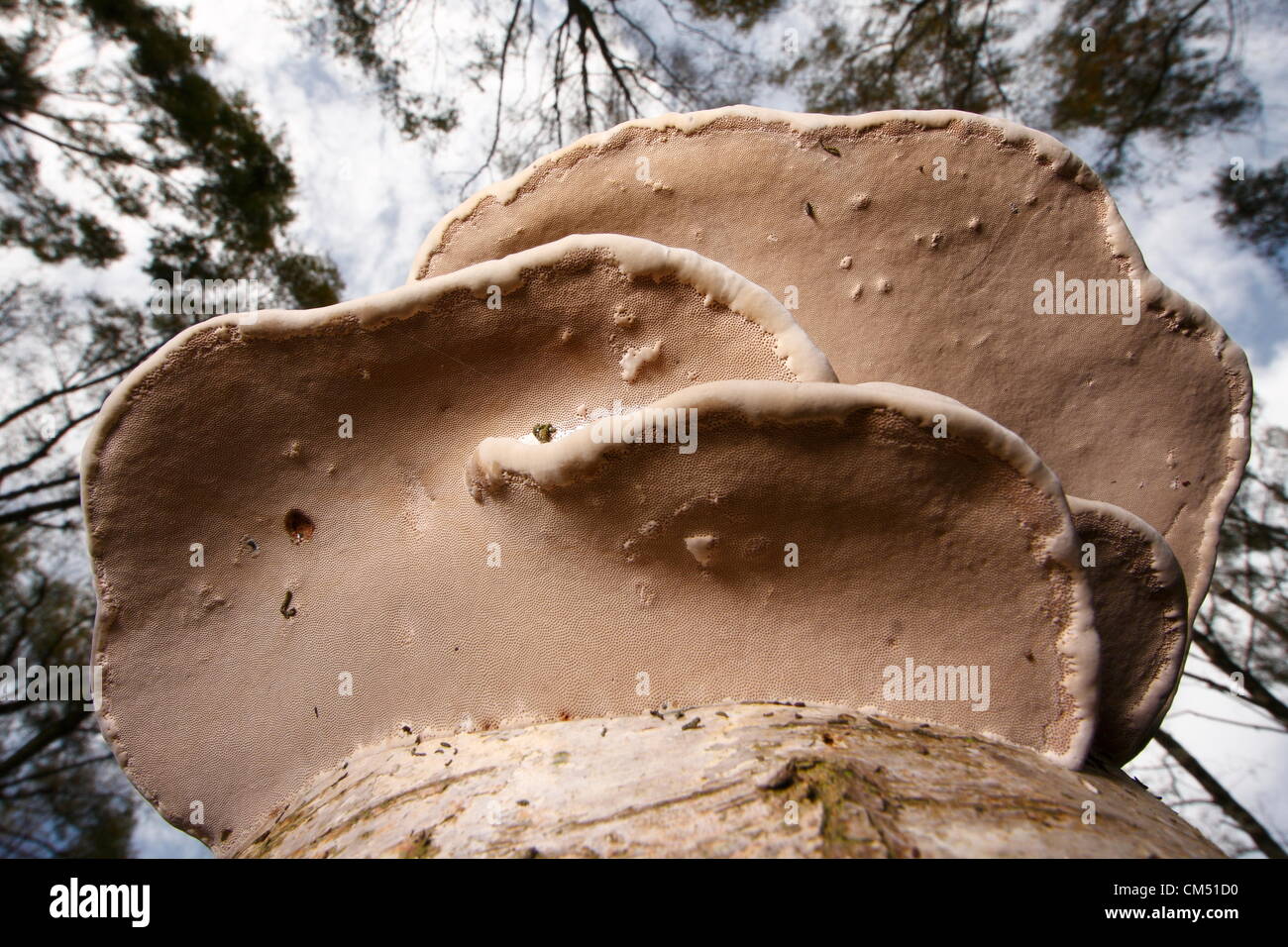 Birch polypore fungus growing high up on the trunk of a silver birch ...