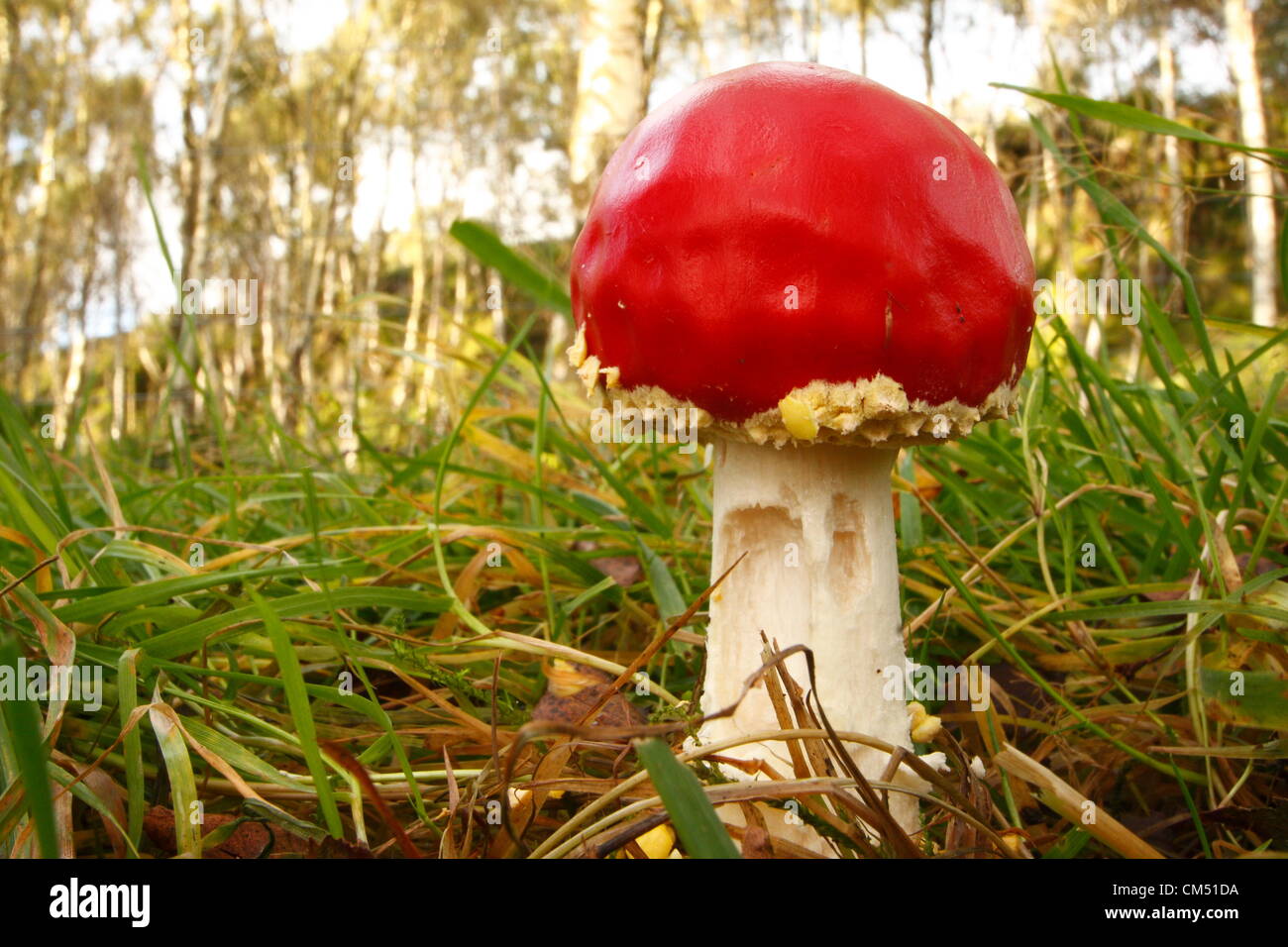 Red fungi hi-res stock photography and images - Alamy