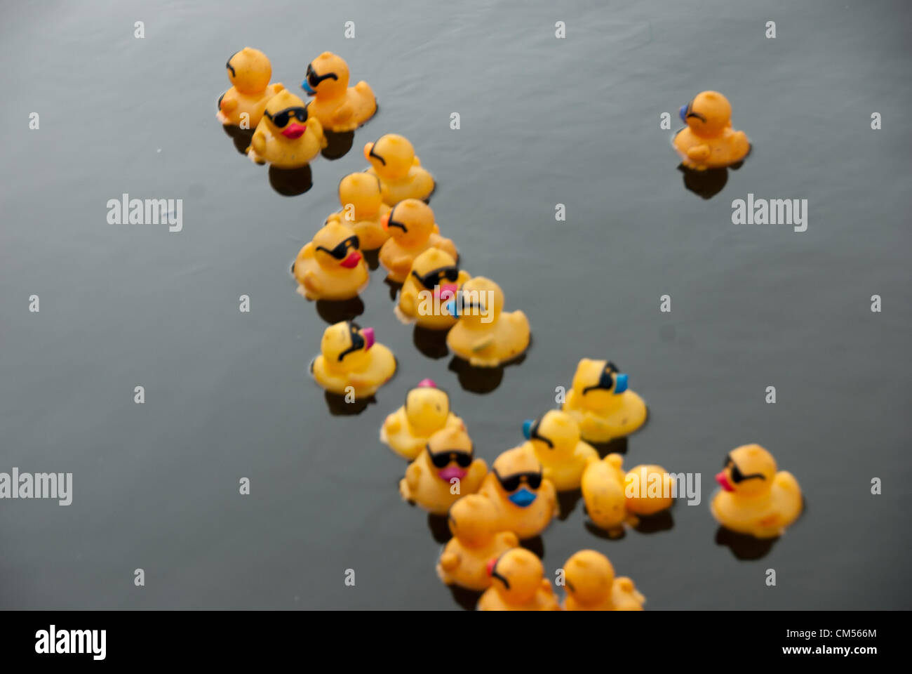 Lucky duck hi-res stock photography and images - Alamy