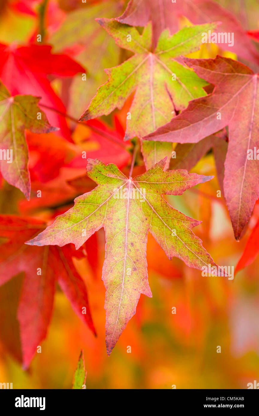 Liquidambar tree hi-res stock photography and images - Alamy
