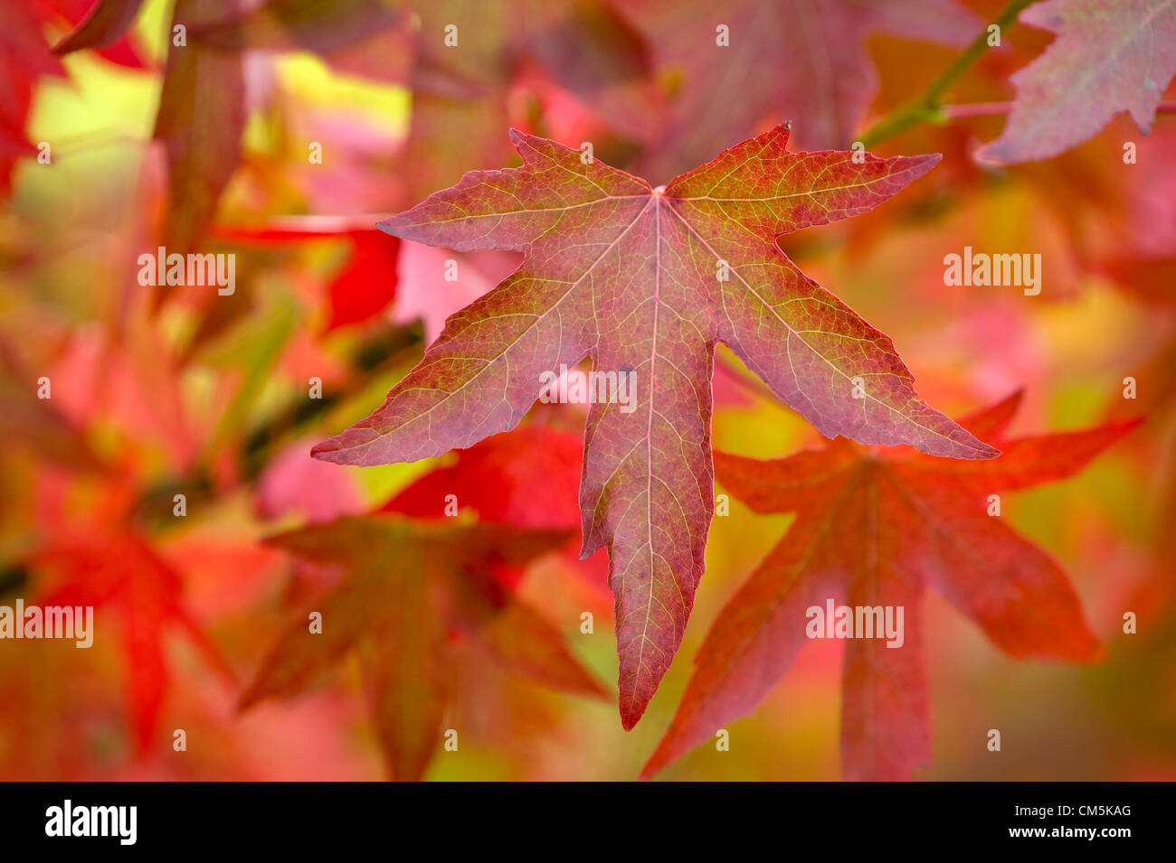 Liquidambar tree hi-res stock photography and images - Alamy