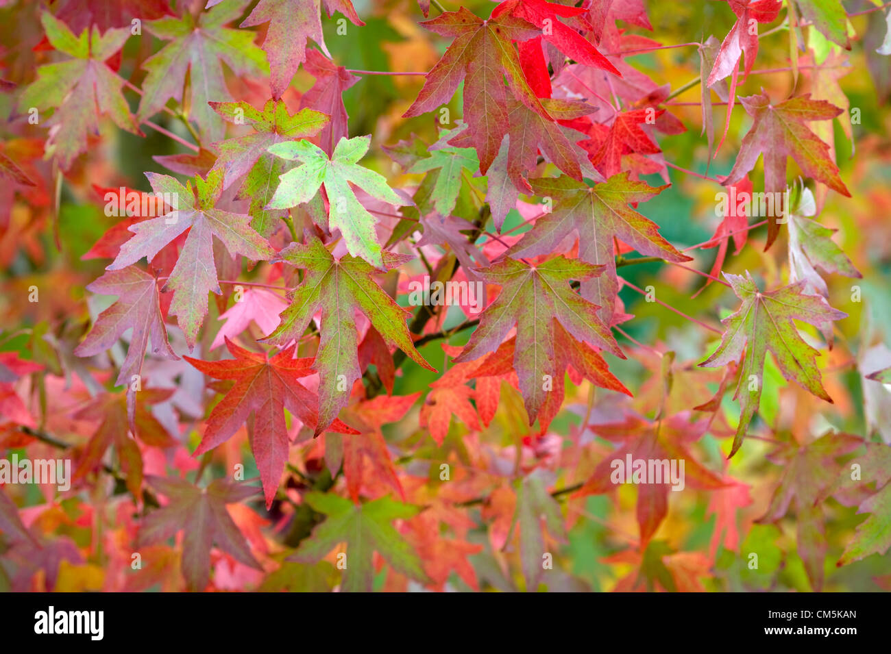 Liquidambar tree hi-res stock photography and images - Alamy