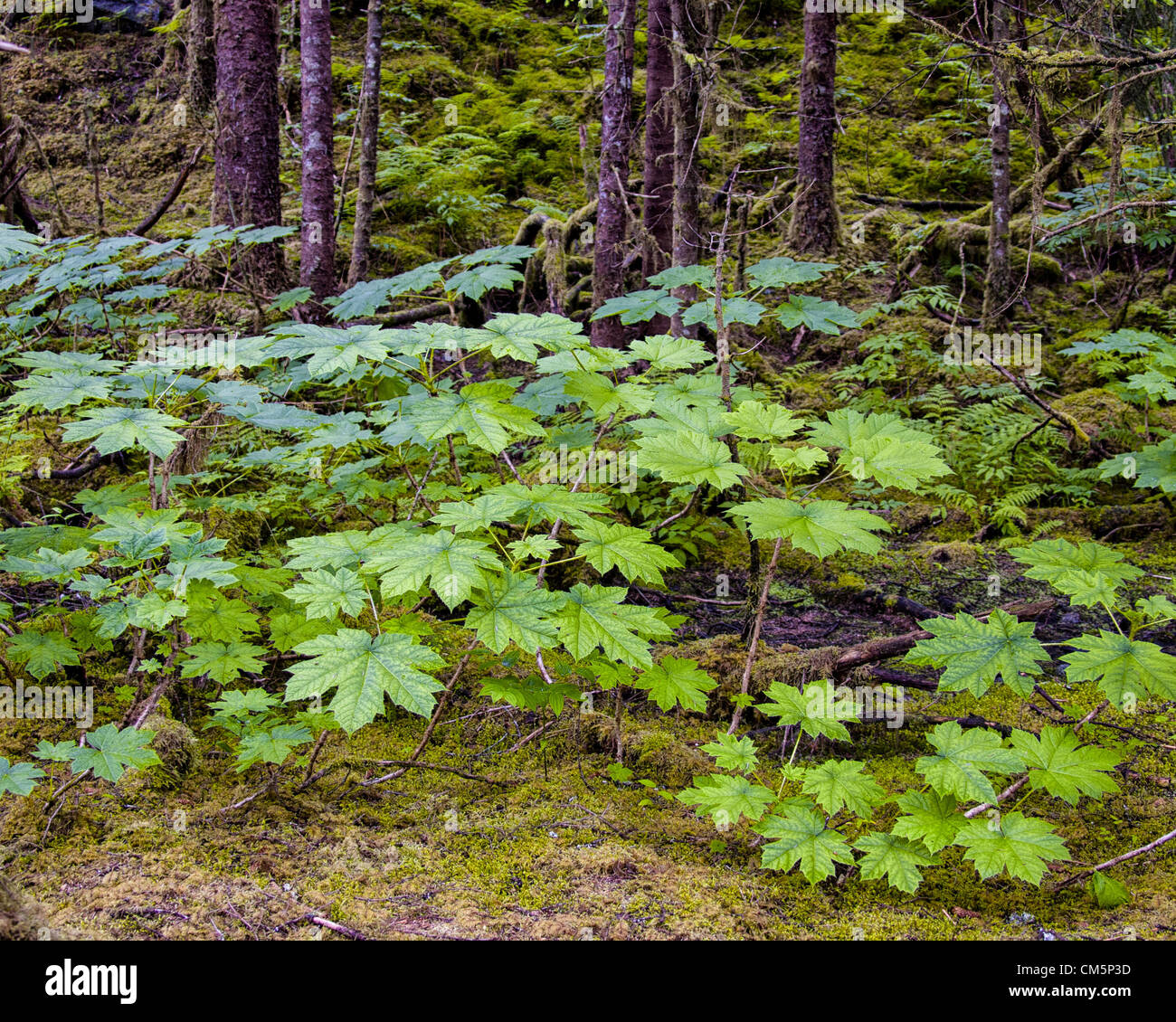 Devils pass trail alaska hi-res stock photography and images - Alamy