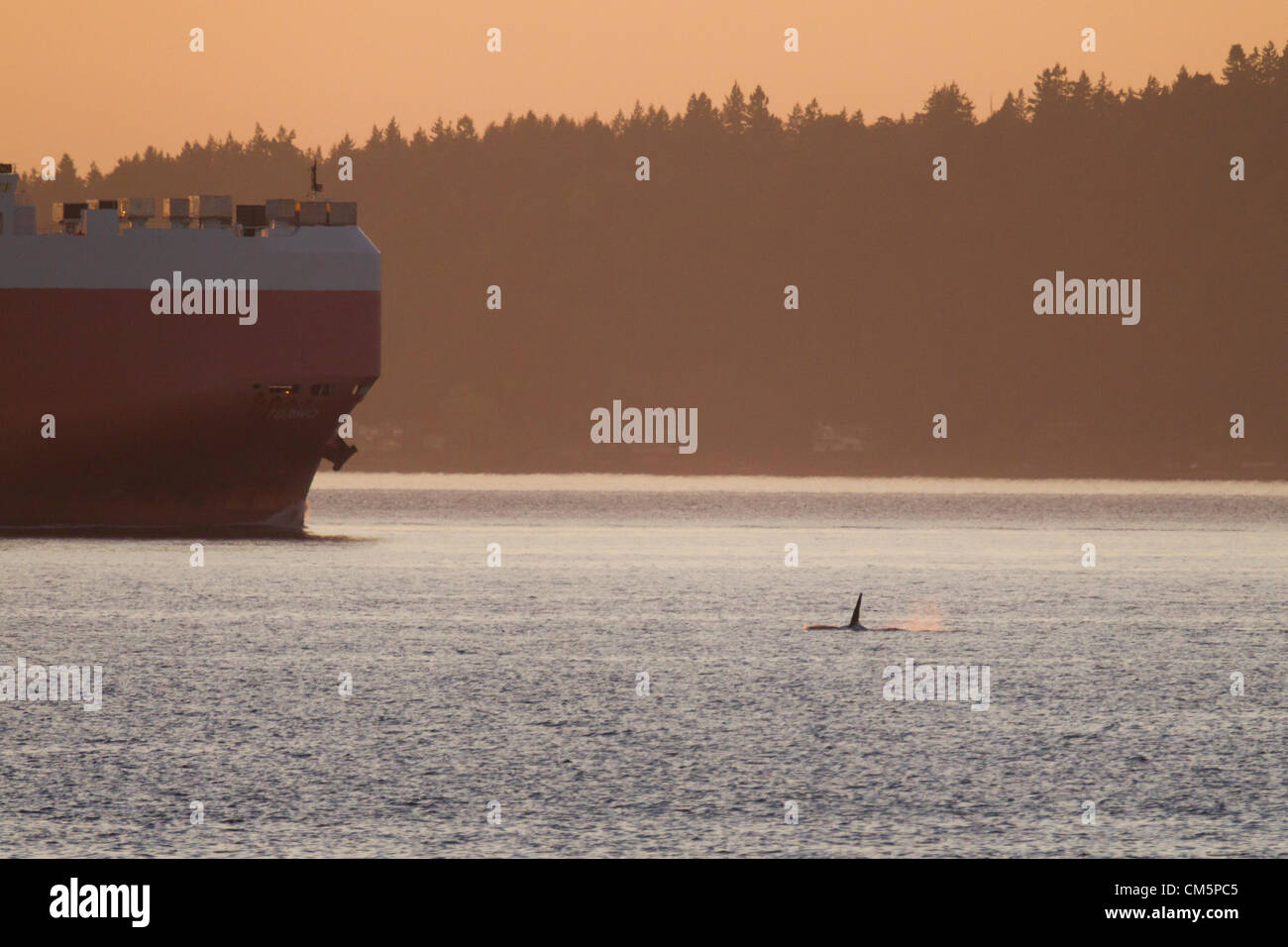 Vessel traffic whales hi-res stock photography and images - Alamy