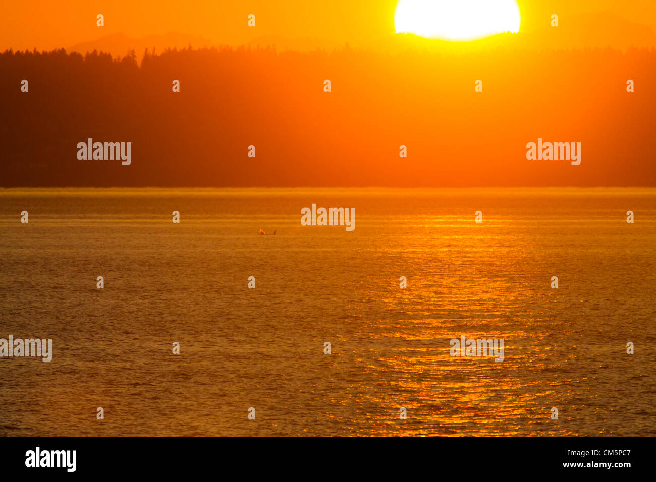 Puget sound seattle whales hi-res stock photography and images - Alamy