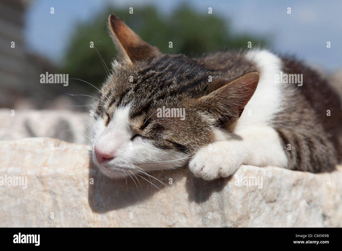 Resting head on the wall hi-res stock photography and images - Alamy