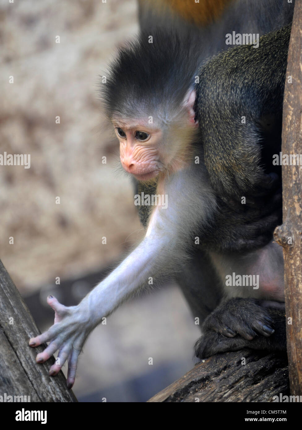 An young mandrill baby (Mandrillus sphinx) is seen in the Zoo Usti nad ...