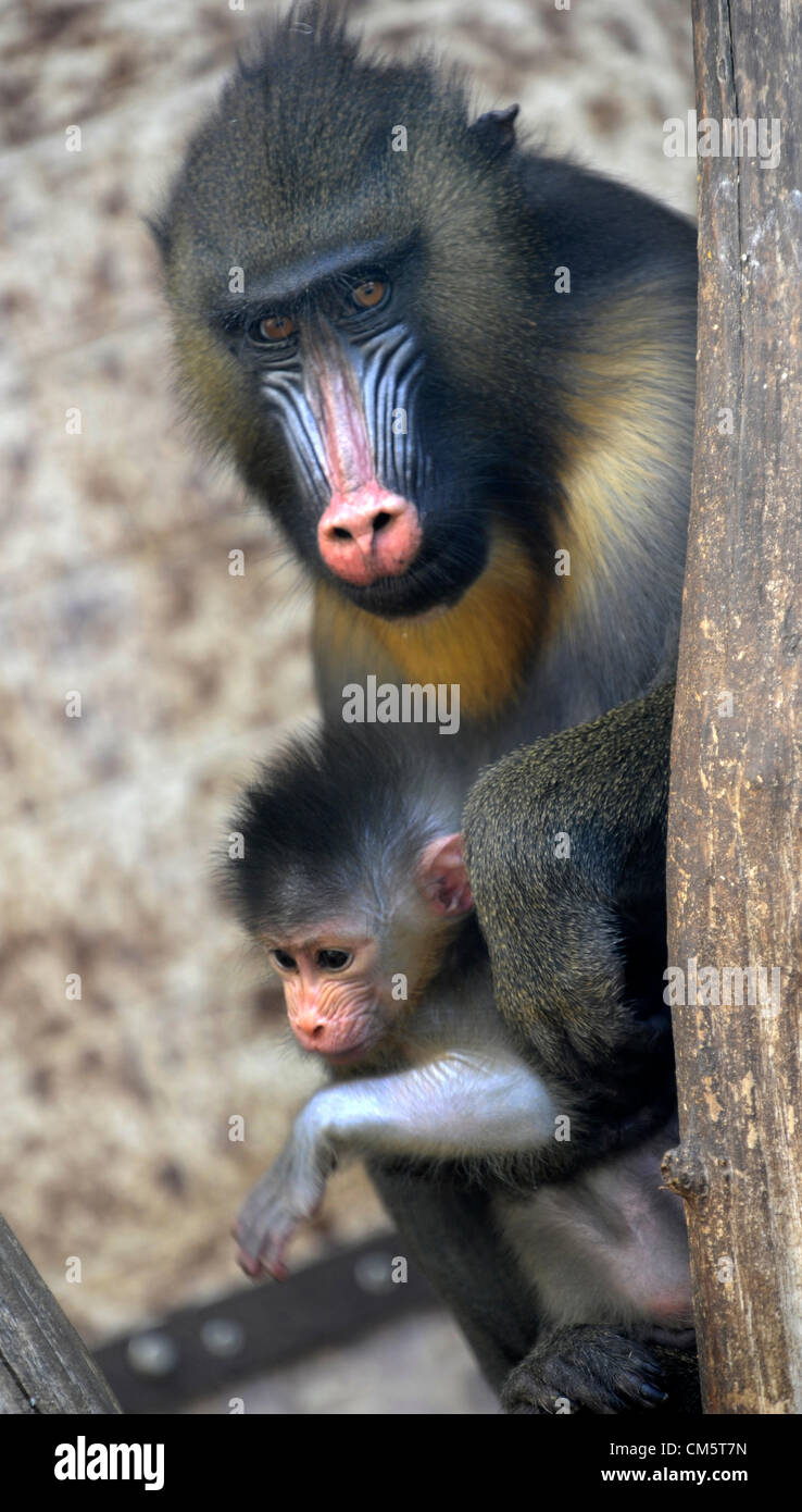 An young mandrill baby (Mandrillus sphinx) is seen in the Zoo Usti nad ...