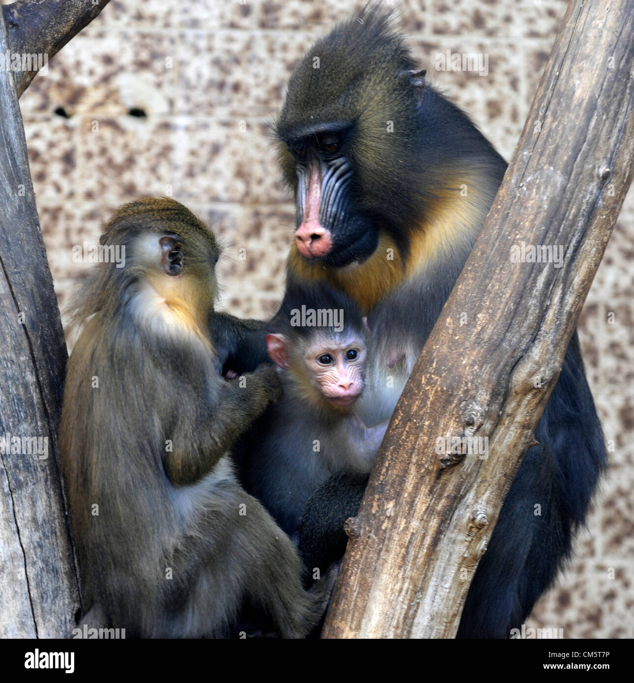 An young mandrill baby (Mandrillus sphinx) is seen in the Zoo Usti nad ...