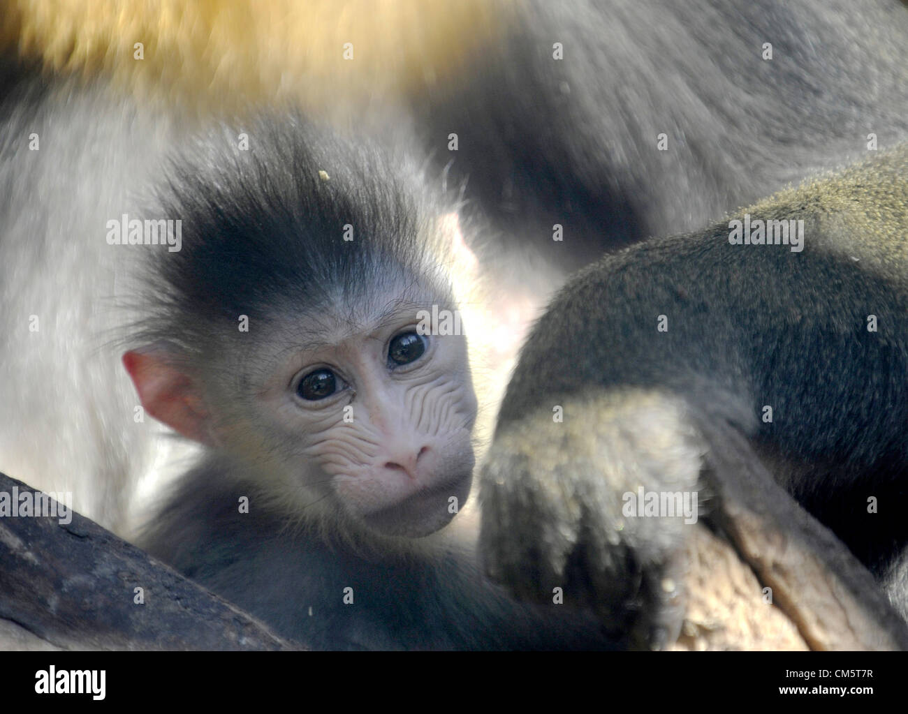 An young mandrill baby (Mandrillus sphinx) is seen in the Zoo Usti nad ...