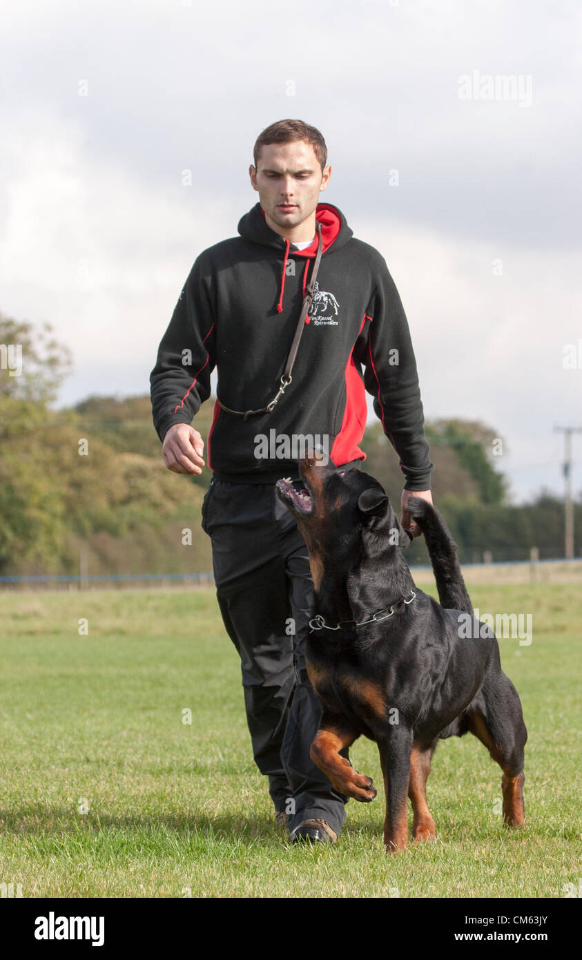 British rottweiler sports dog club dog show northants harrington hi-res ...