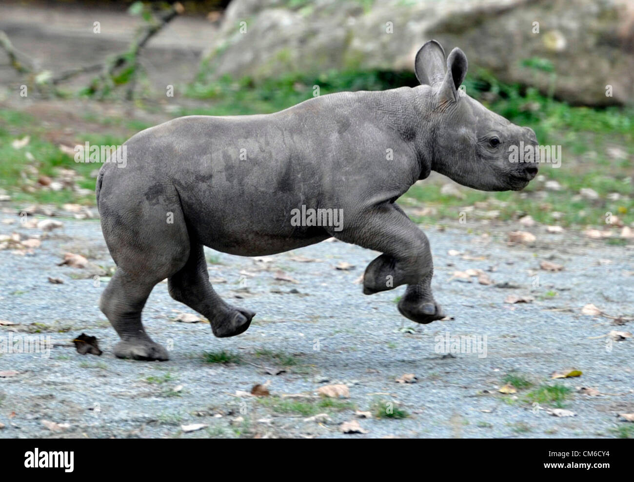 Cub of black rhino (CERATOTHERIUM SIMUM) (pictured on October 15, 2012 ...