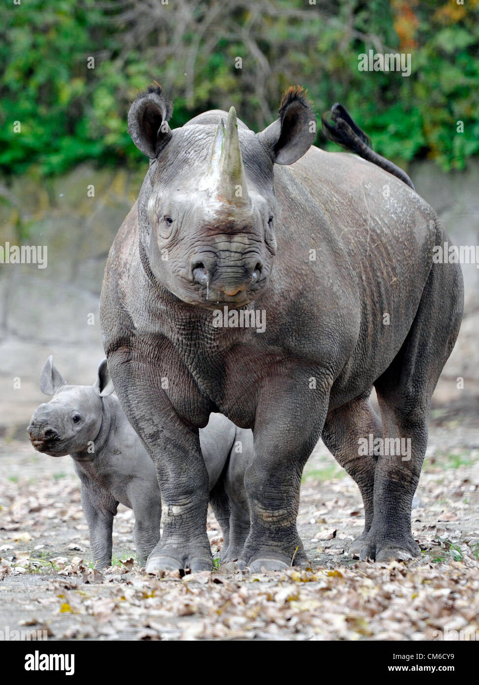 Cub of black rhino (CERATOTHERIUM SIMUM) (pictured on October 15, 2012 ...