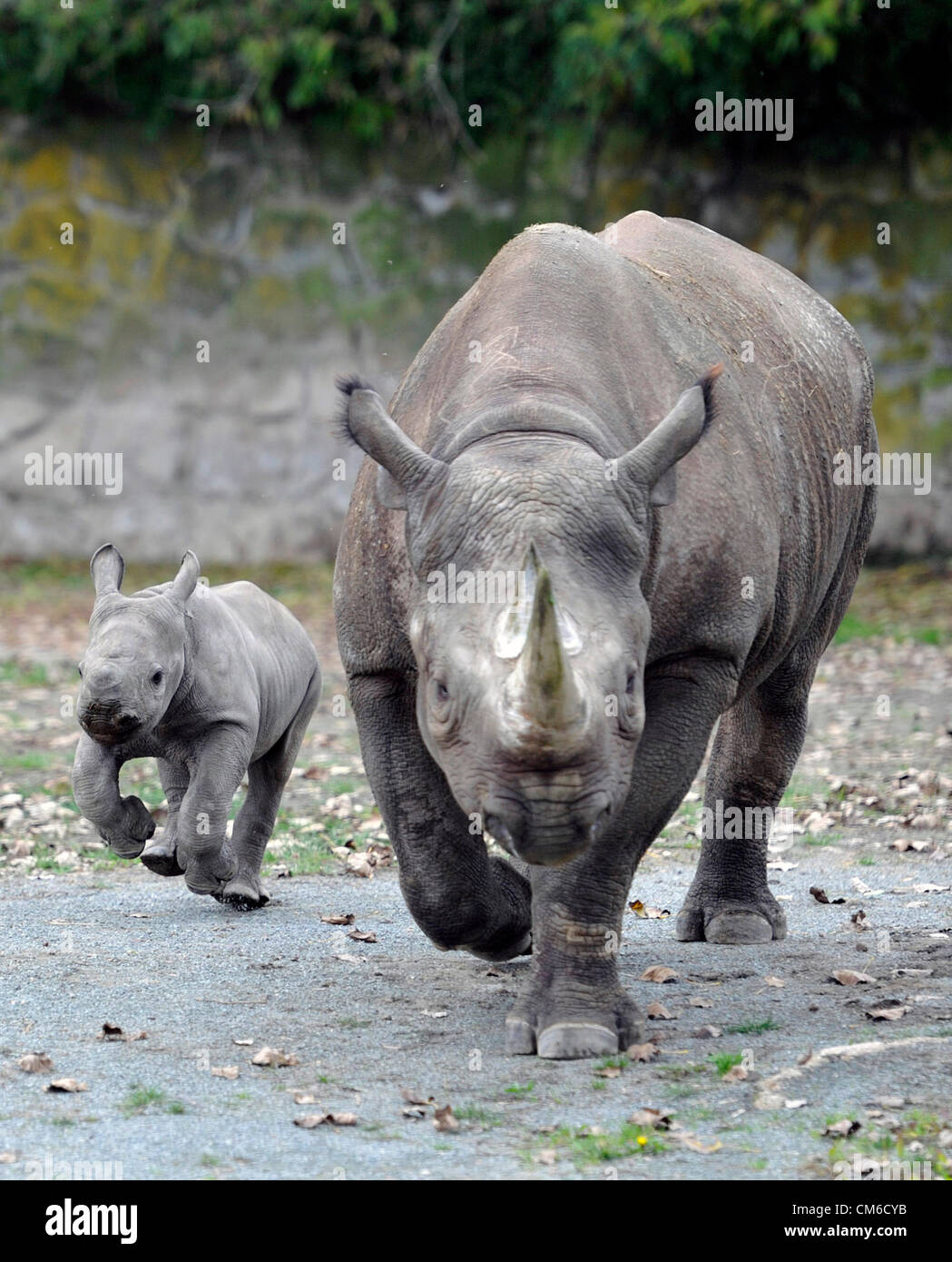 Cub of black rhino (CERATOTHERIUM SIMUM) (pictured on October 15, 2012 ...