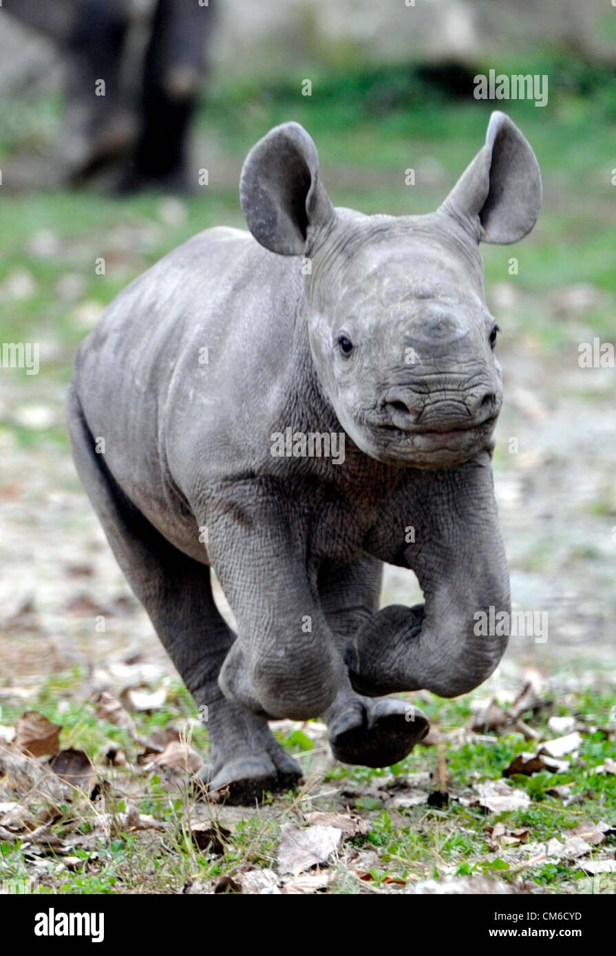 Cub of black rhino (CERATOTHERIUM SIMUM) (pictured on October 15, 2012 ...