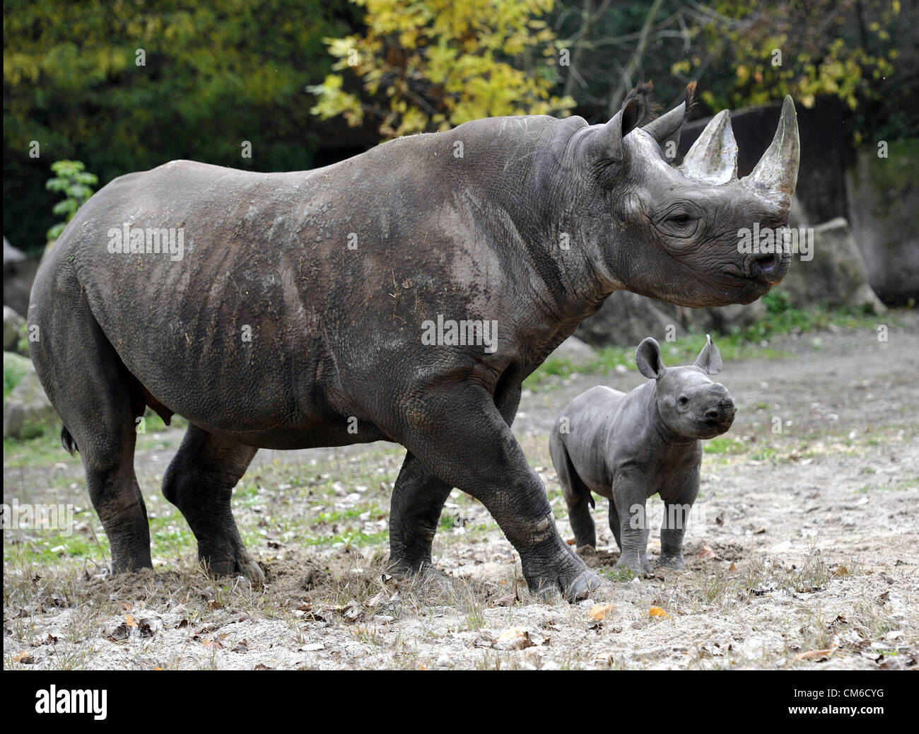 Cub of black rhino (CERATOTHERIUM SIMUM) (pictured on October 15, 2012 ...