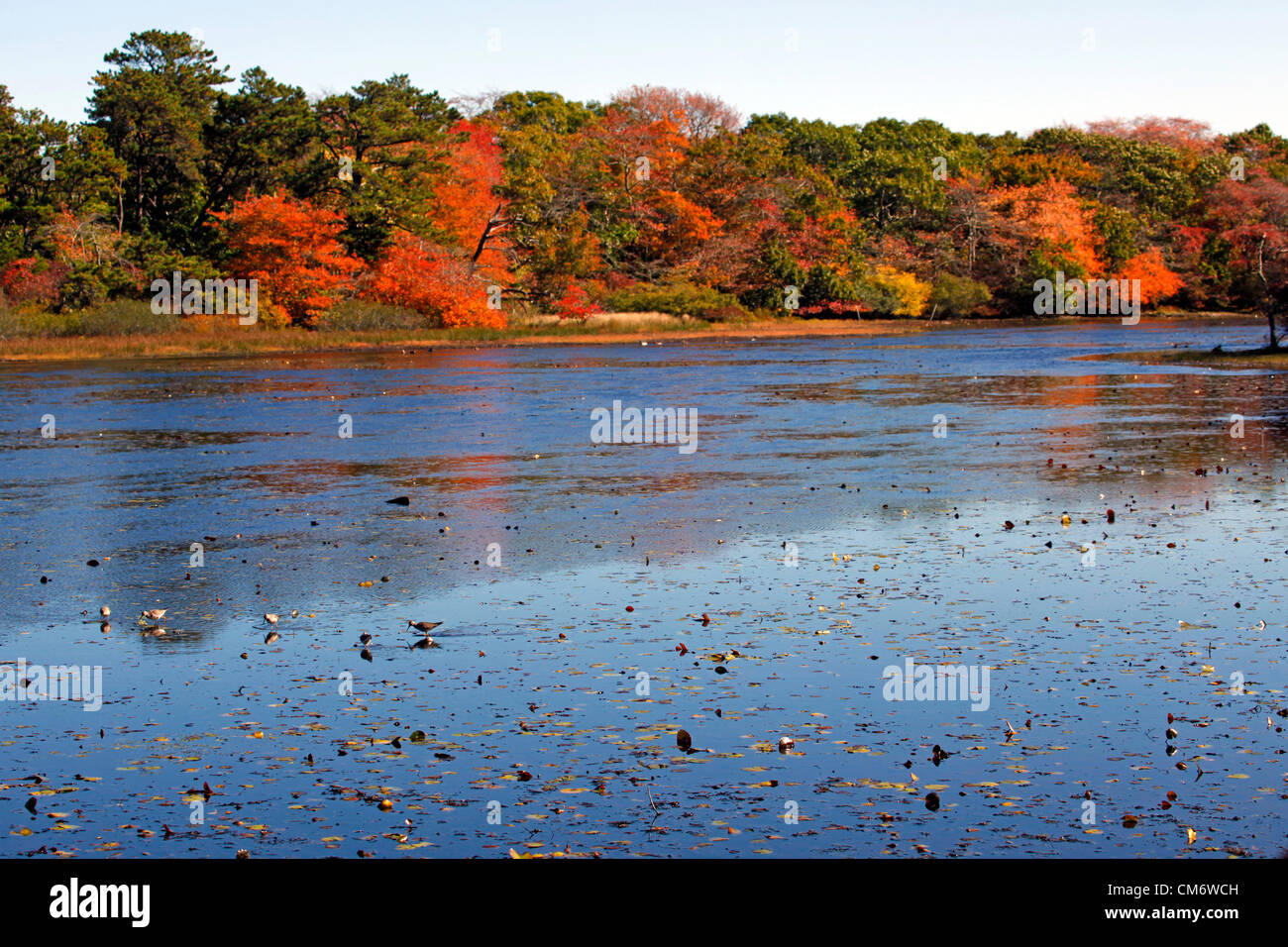 Provincetown, USA. 18th October 2012. Changing colours of leaves in ...