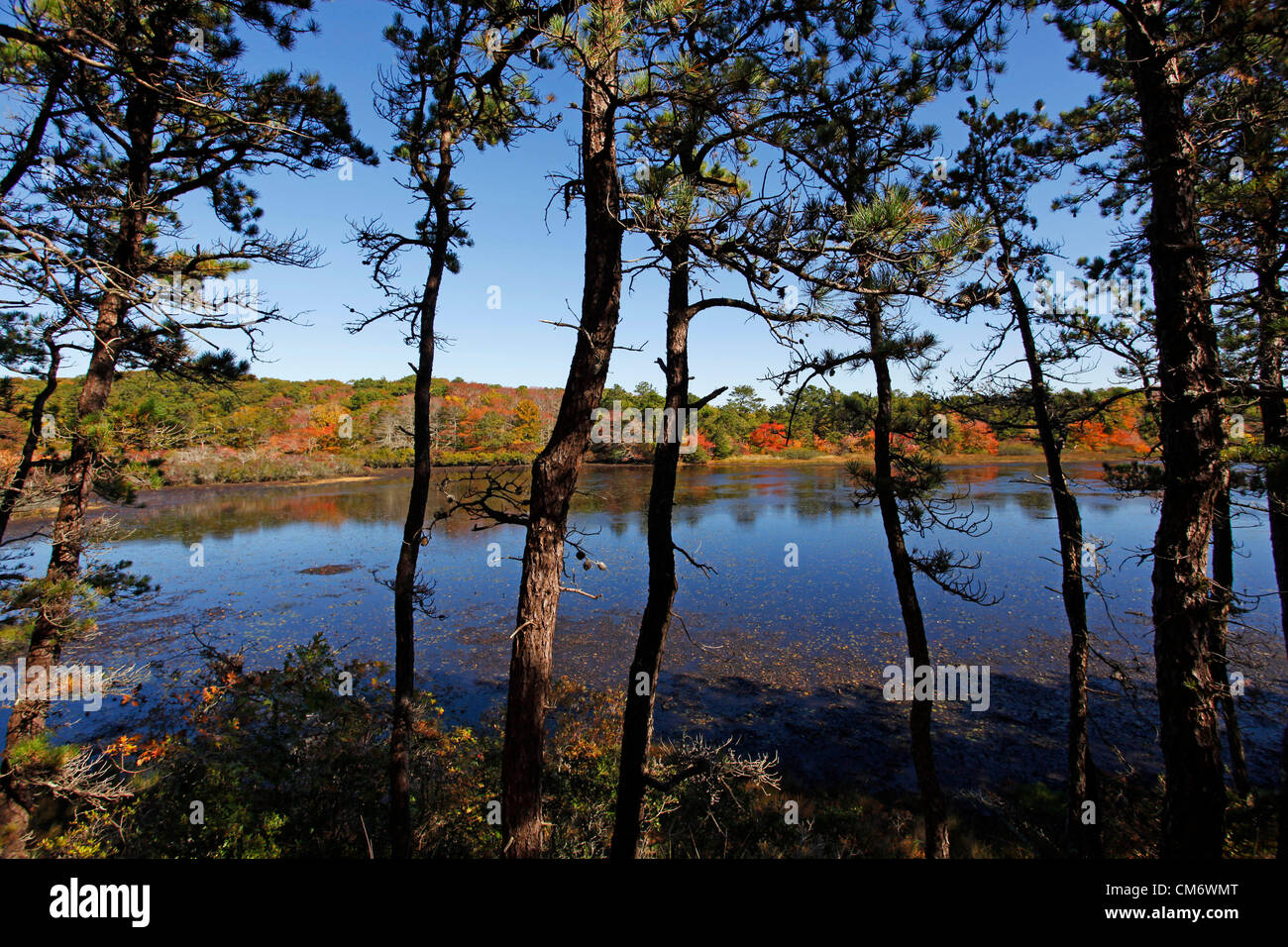 Provincetown, USA. 18th October 2012. Changing colours of leaves in ...