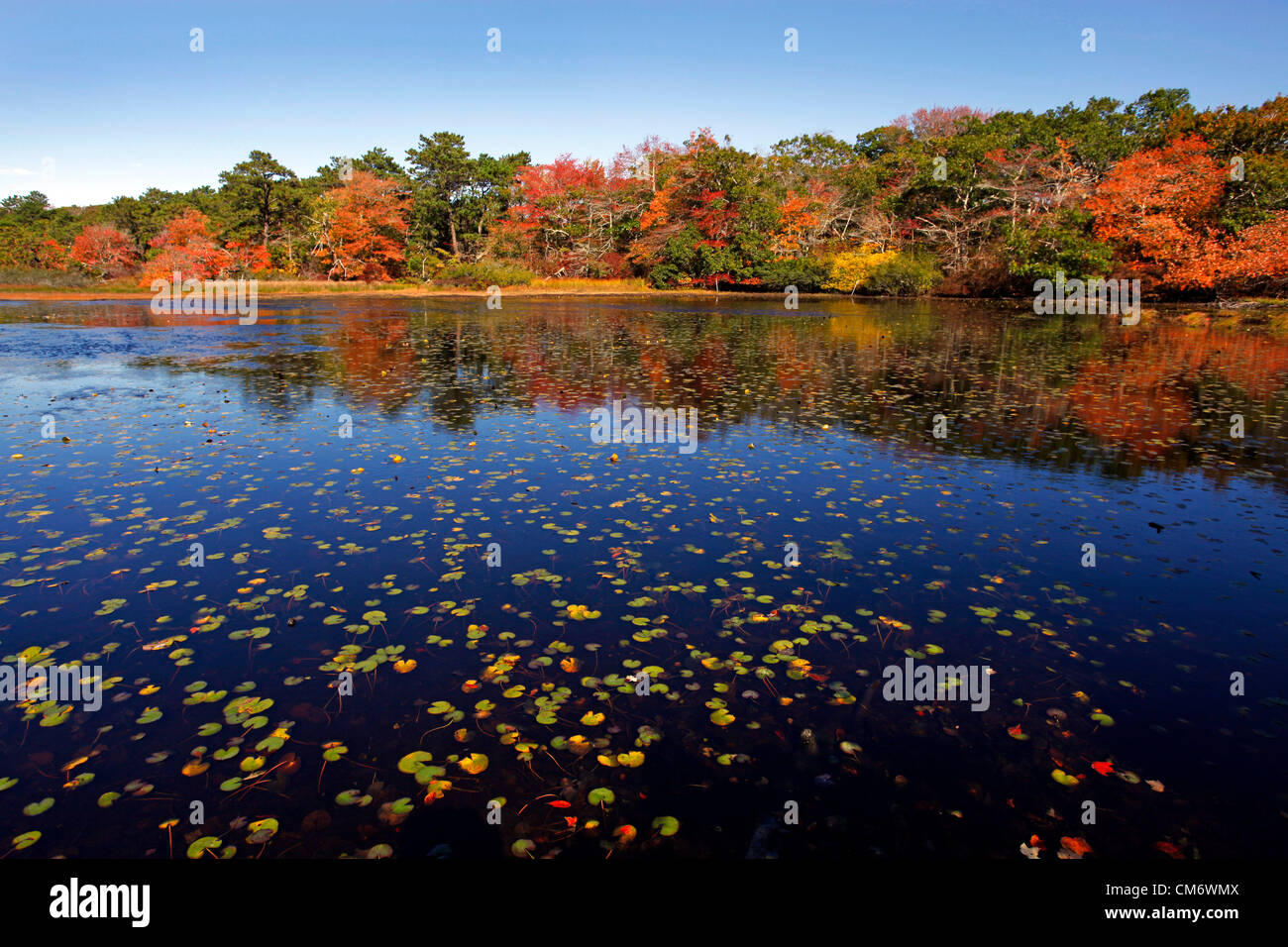 Beech forest massachusetts hi-res stock photography and images - Alamy