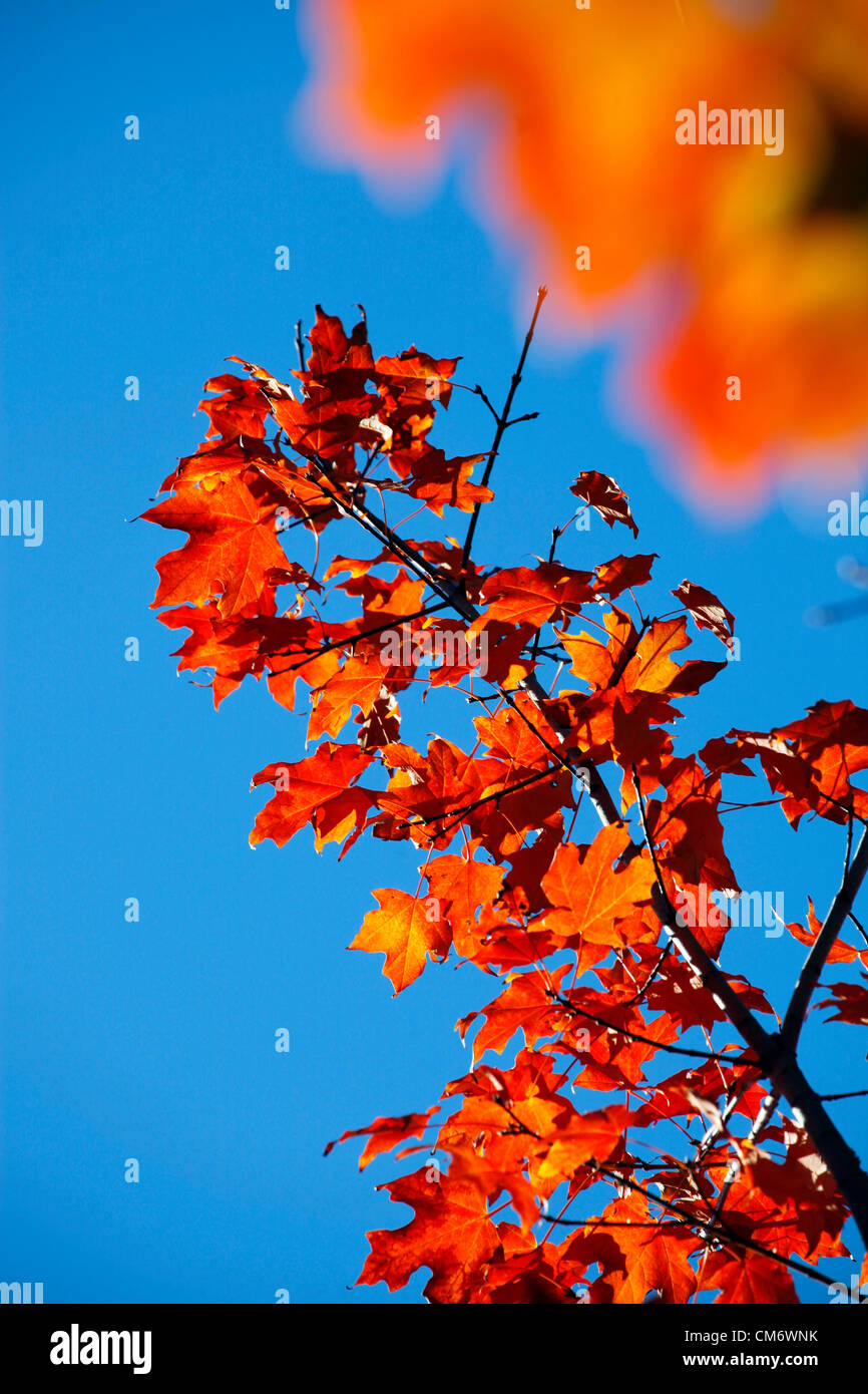 Boston, USA. 18th October 2012. Changing colours of leaves in Fall as ...