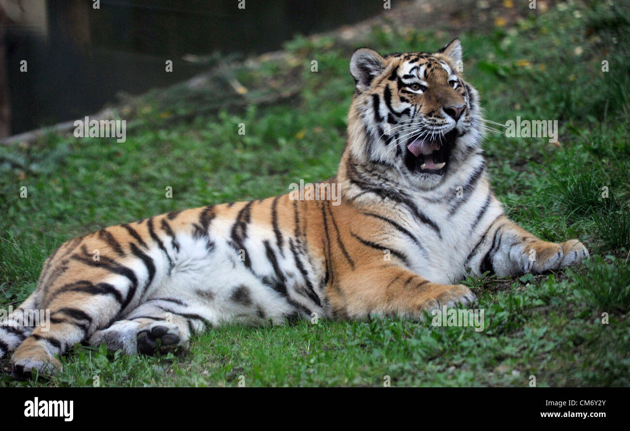 New female Siberian tiger Betty is seen in Olomouc Zoo Svaty Kopecek in ...
