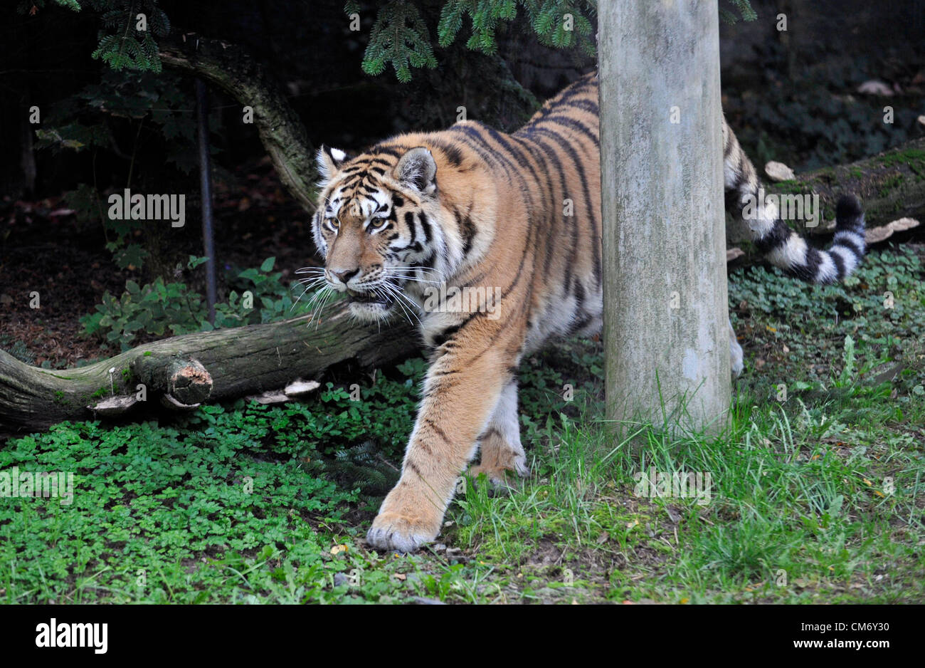 New female Siberian tiger Betty is seen in Olomouc Zoo Svaty Kopecek in ...