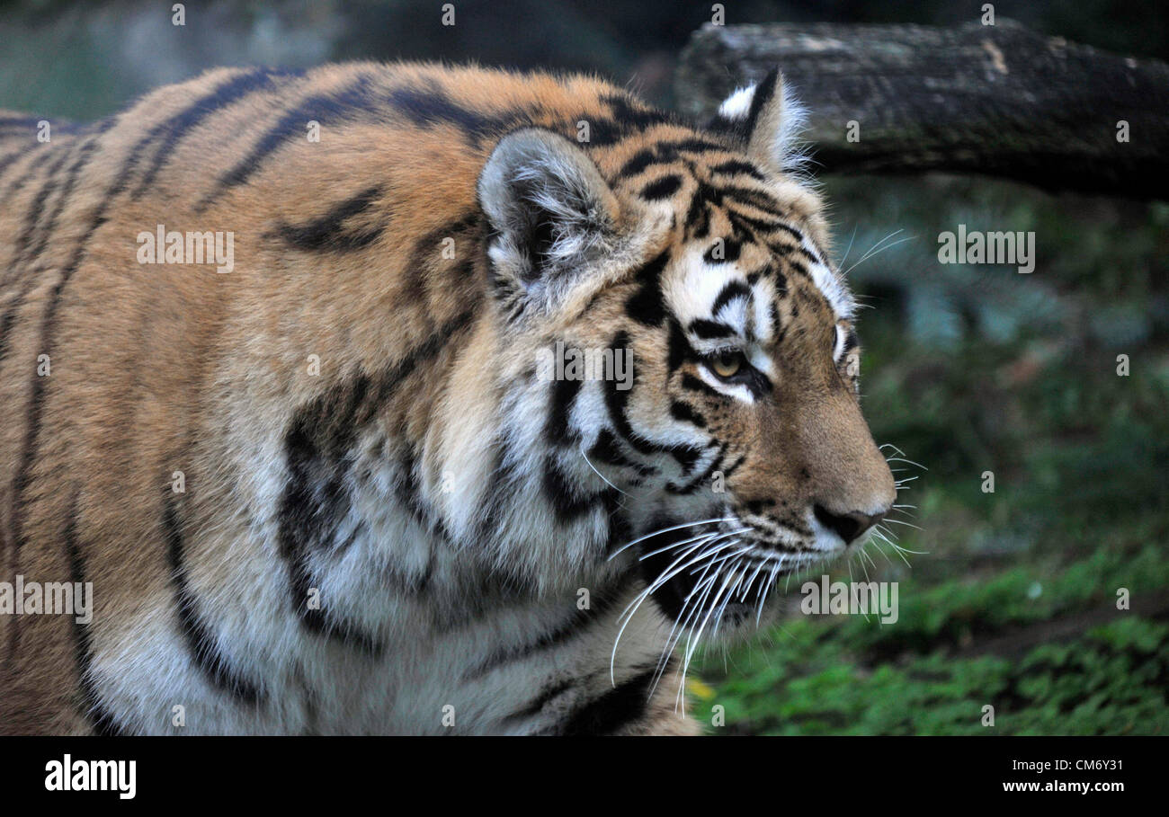 New female Siberian tiger Betty is seen in Olomouc Zoo Svaty Kopecek in ...