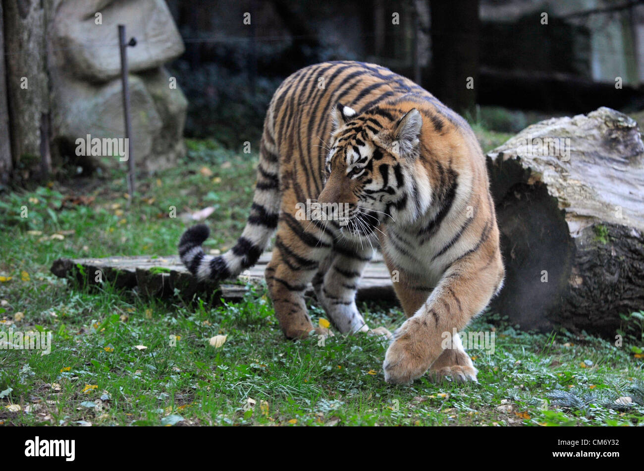 New female Siberian tiger Betty is seen in Olomouc Zoo Svaty Kopecek in ...