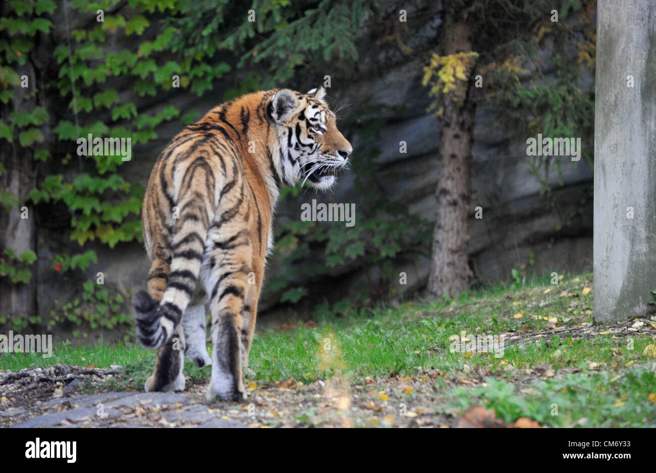 New female Siberian tiger is seen in Olomouc Zoo Svaty Kopecek in ...