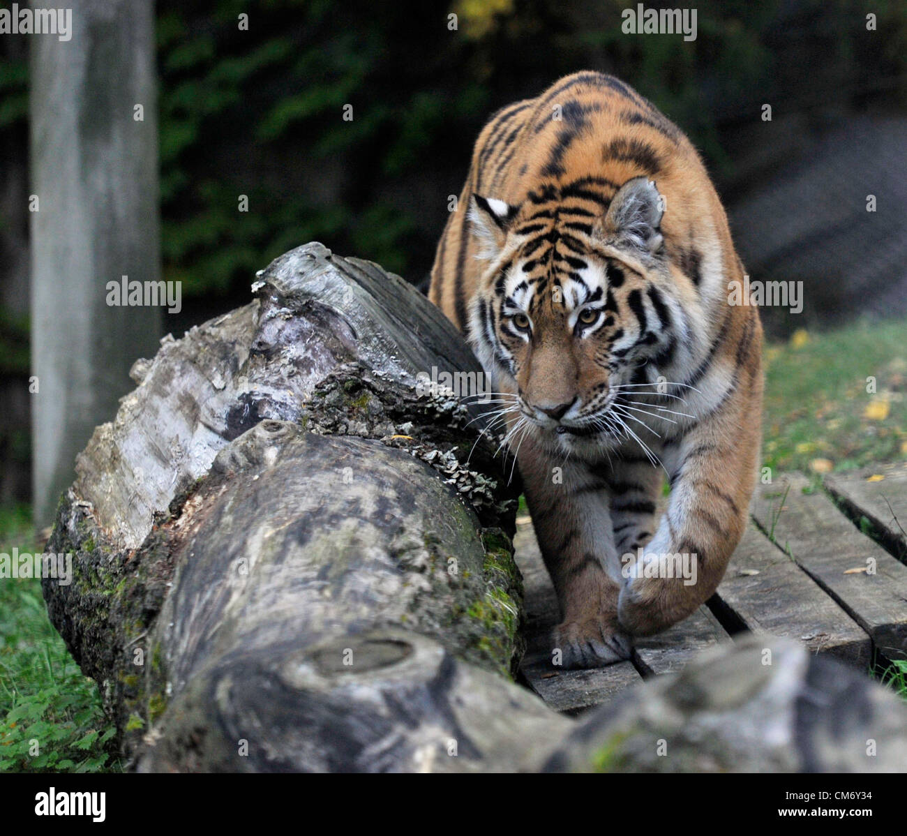 New female Siberian tiger Betty is seen in Olomouc Zoo Svaty Kopecek in ...