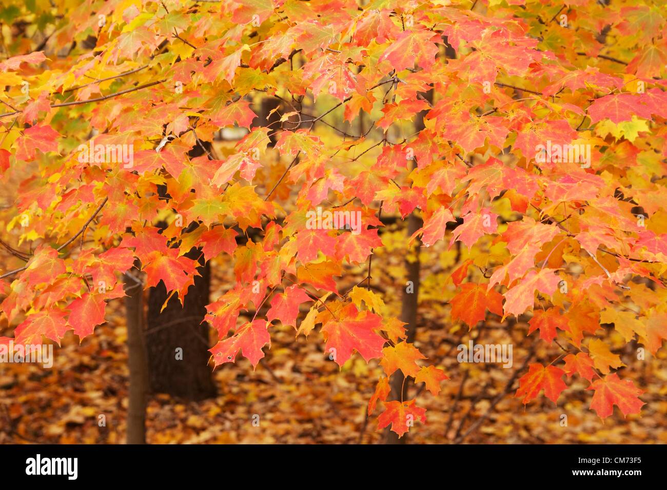 River Forest, Illinois 19, October 2012. A maple tree in shades of red ...