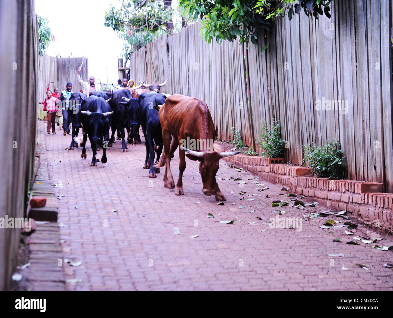 LIMPOPO, SOUTH AFRICA – OCTOBER 13: Young boys head oxen as ...