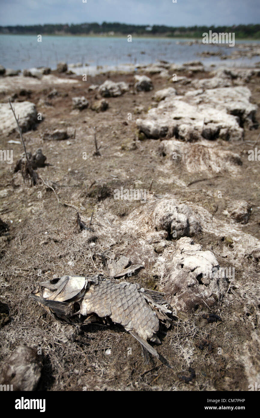 March 05, 2009 - Canyon Lake, Texas, U.S. - Dried dead fish on a ...