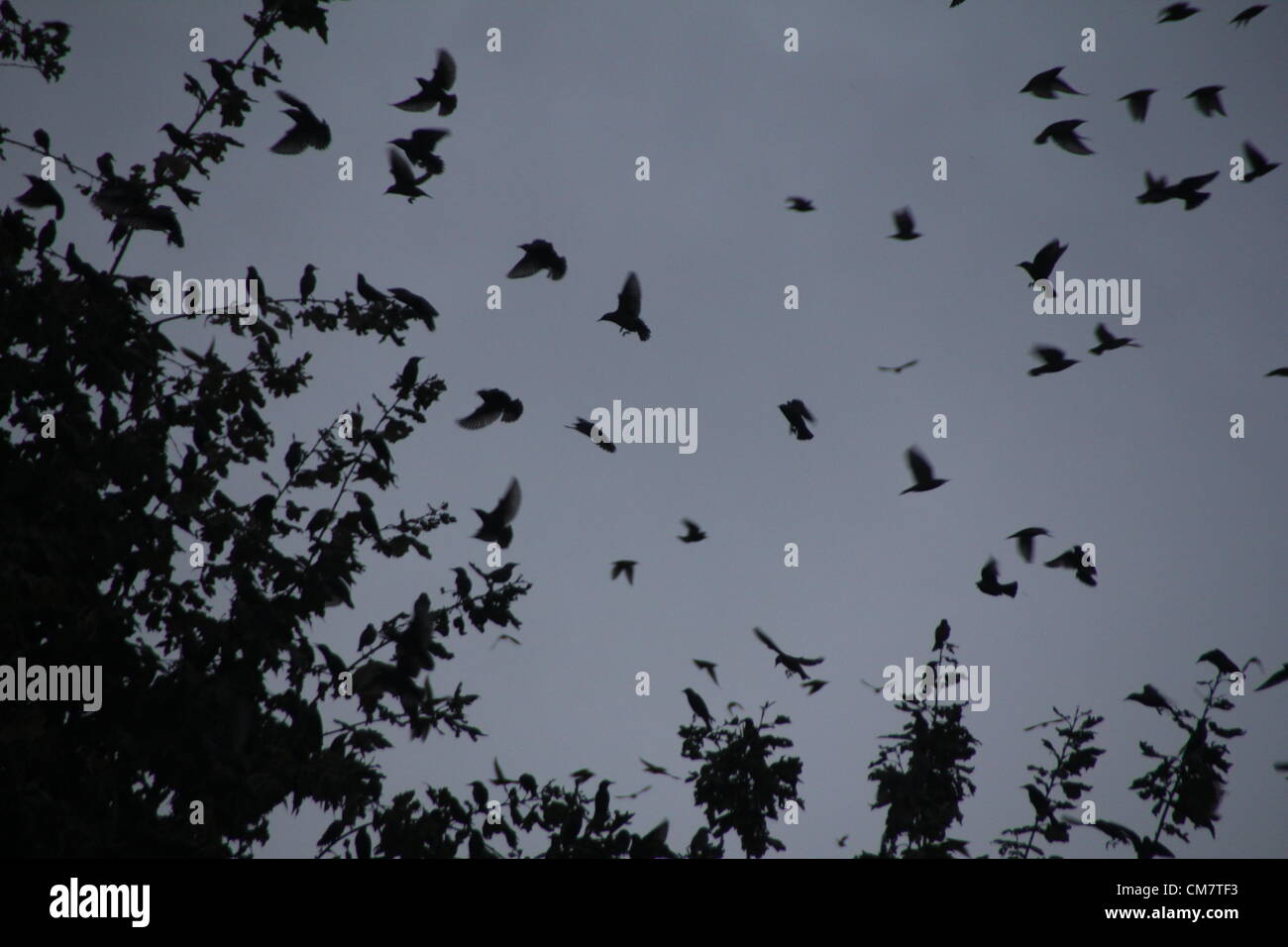 Rome, Italy. 23 Oct 2012 flock of migrating starlings arrival in rome ...