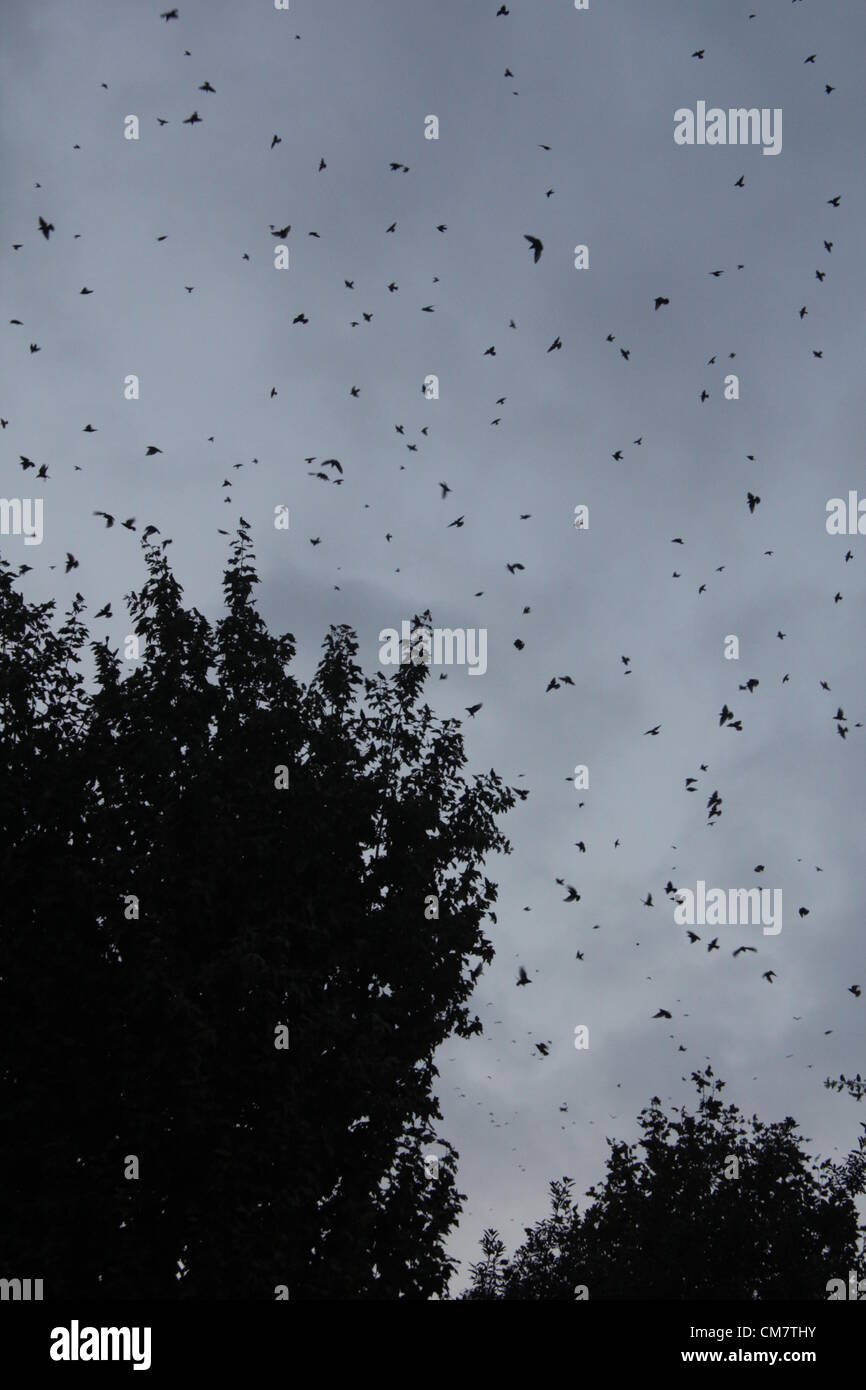 Rome, Italy. 23 Oct 2012 flock of migrating starlings arrival in rome ...