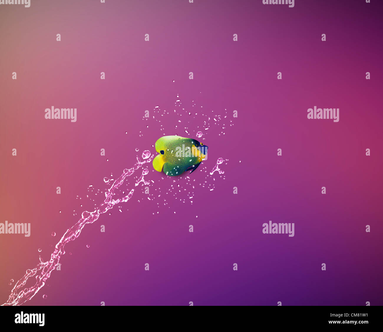 Angelfish jumping, good concept for Recklessness and challenge concept ...