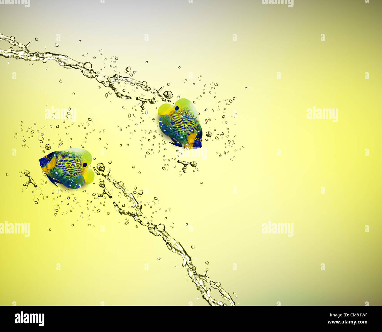 Angelfish jumping, good concept for Recklessness and challenge concept ...