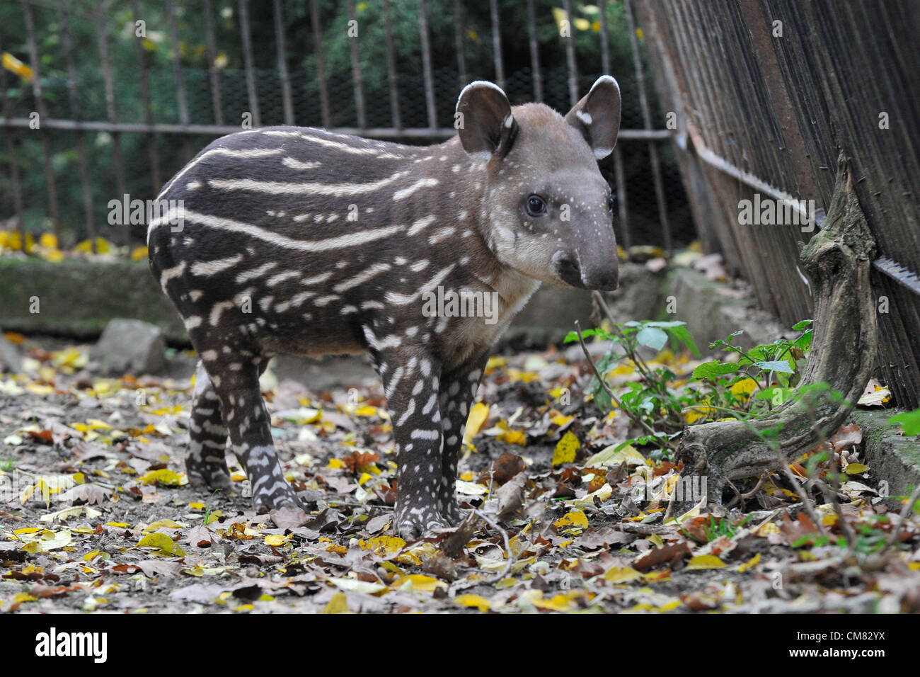 A South American tapir cub which was born on 27th of September 2012 is ...