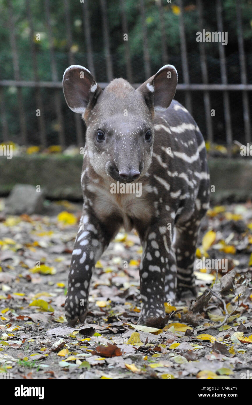 A South American tapir cub which was born on 27th of September 2012 is ...