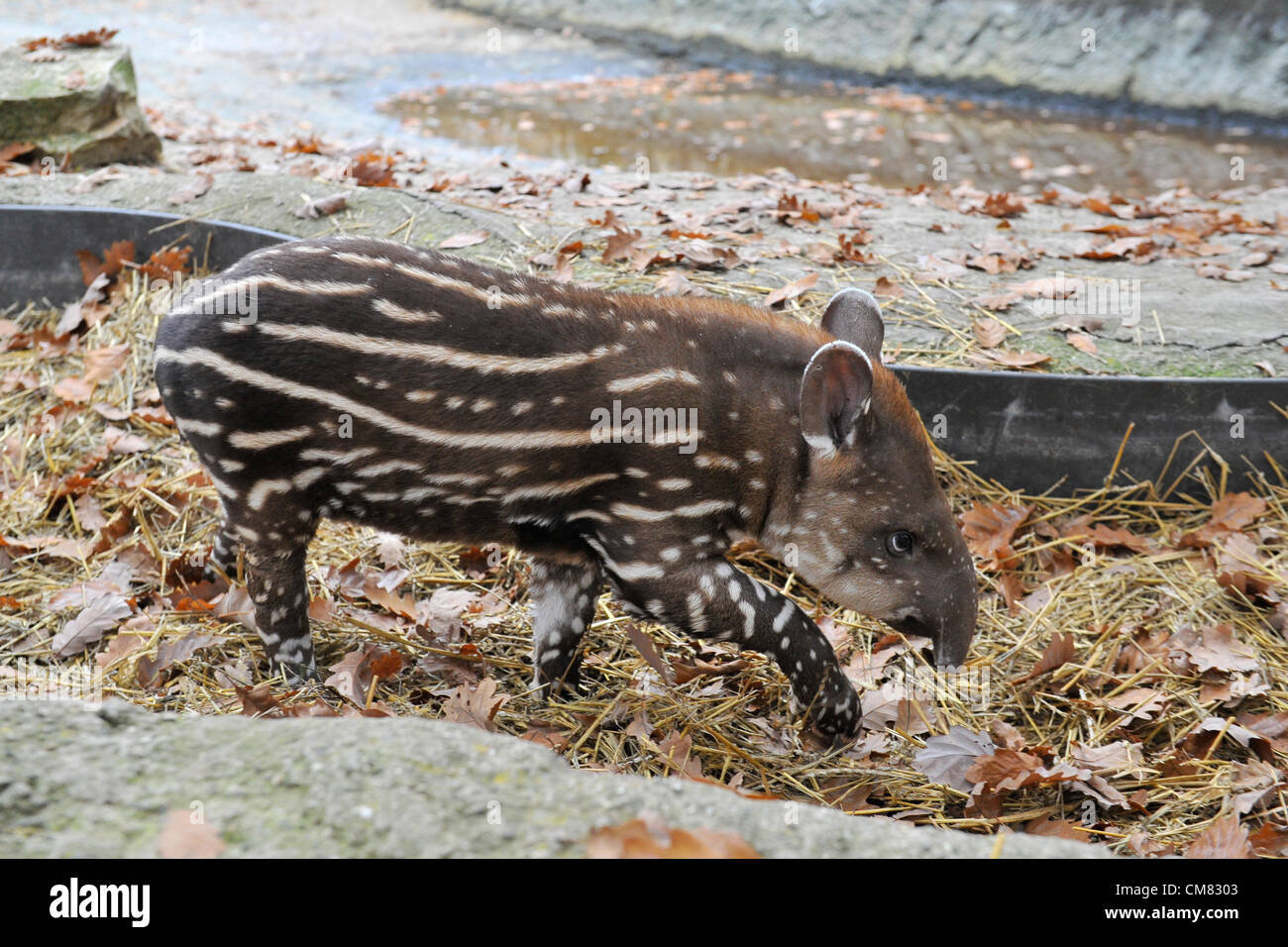 A South American tapir cub which was born on 27th of September 2012 is ...