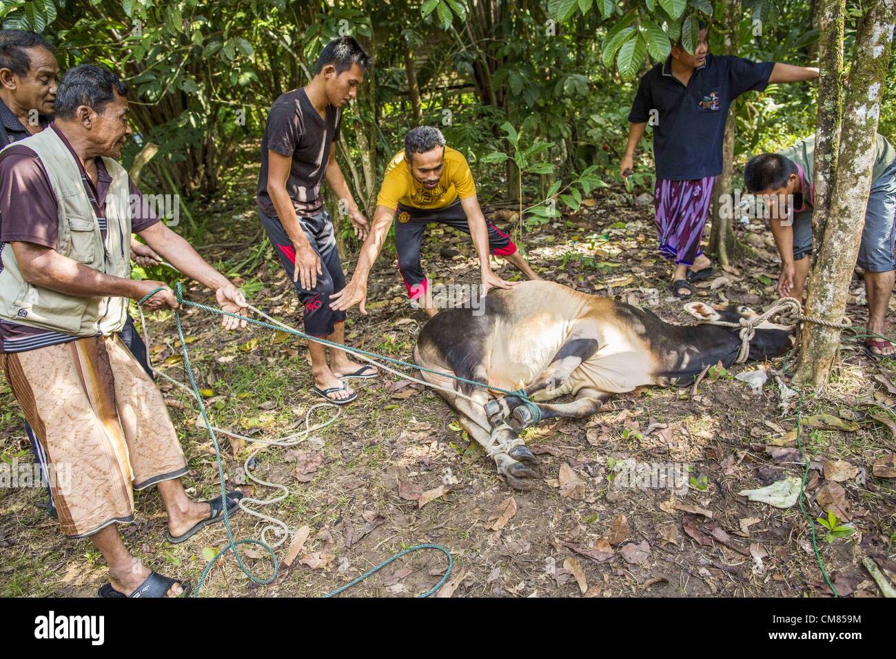 Oct. 26, 2012 - Pulasaiz, Narathiwat, Thailand - Men tie down a young ...