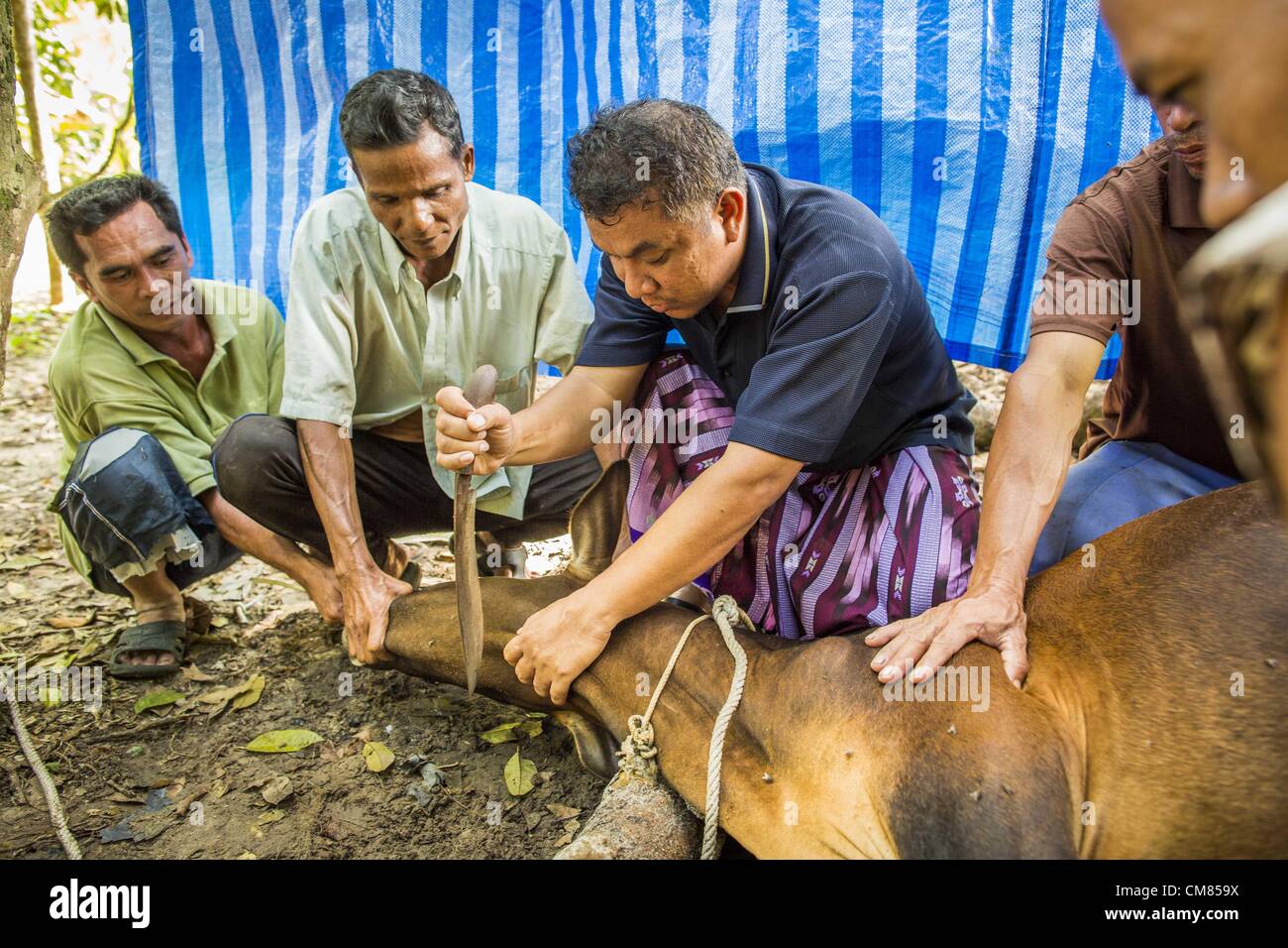Oct. 26, 2012 - Pulasaiz, Narathiwat, Thailand - A young bull is ...