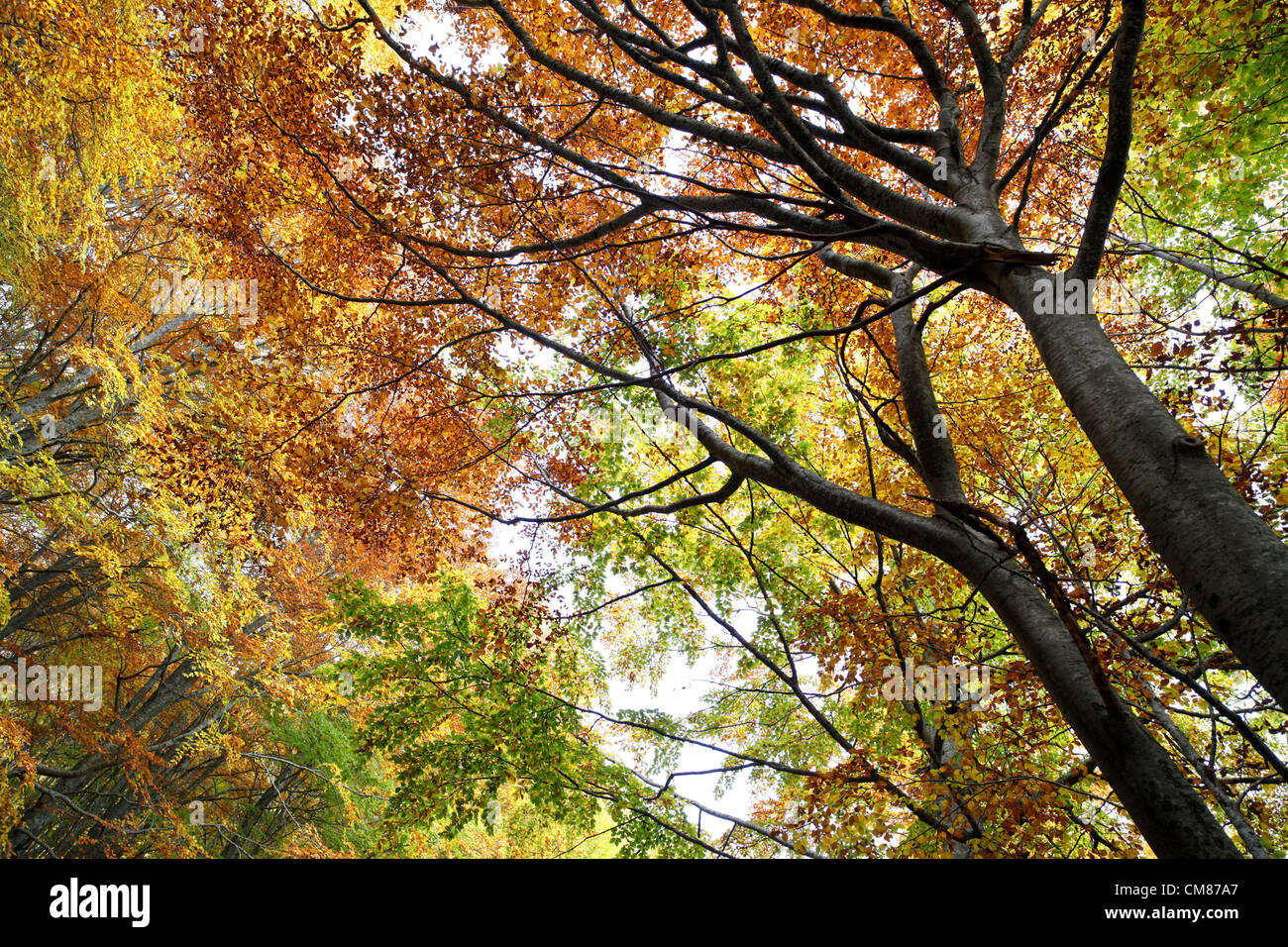 Abruzzo, Italy. 26 Oct 2012. Autumn colours in the beech trees in the ...