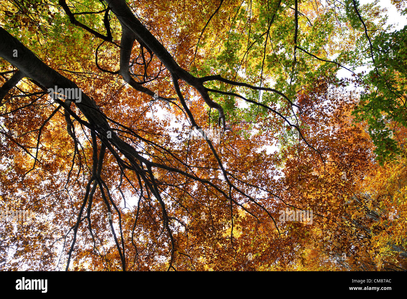 Abruzzo, Italy. 26 Oct 2012. Autumn colours in the beech trees in the ...