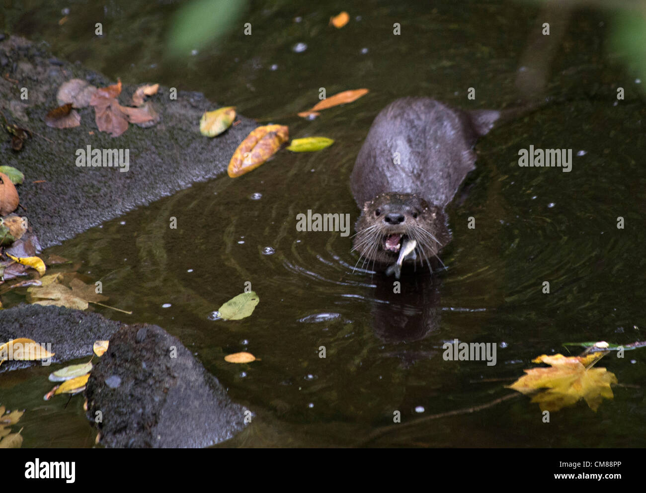 Oregon River Otter High Resolution Stock Photography and Images - Alamy