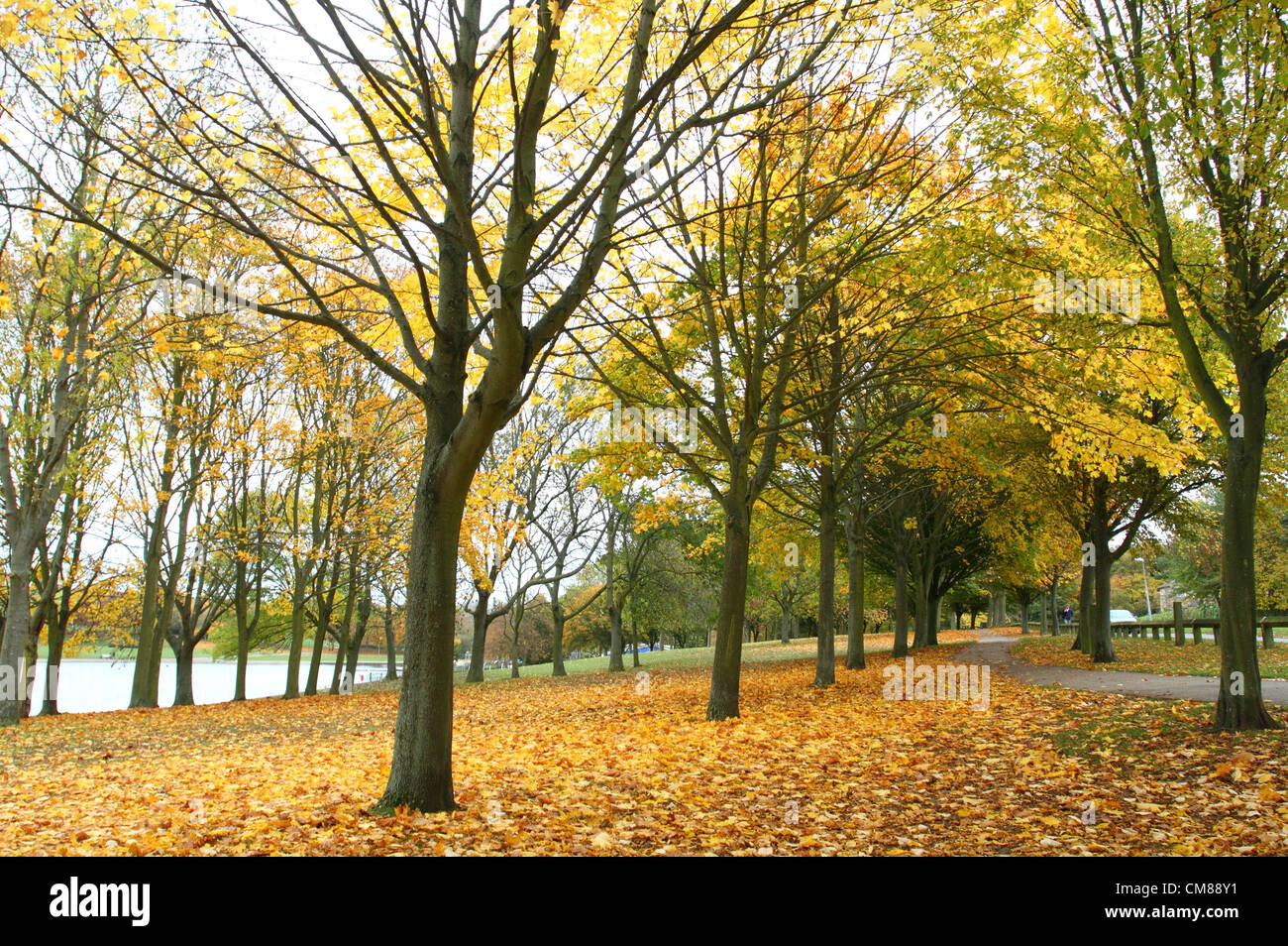 Hertfordshire, UK - Autumn Colours in Fairlands Valley Park, Stevenage ...