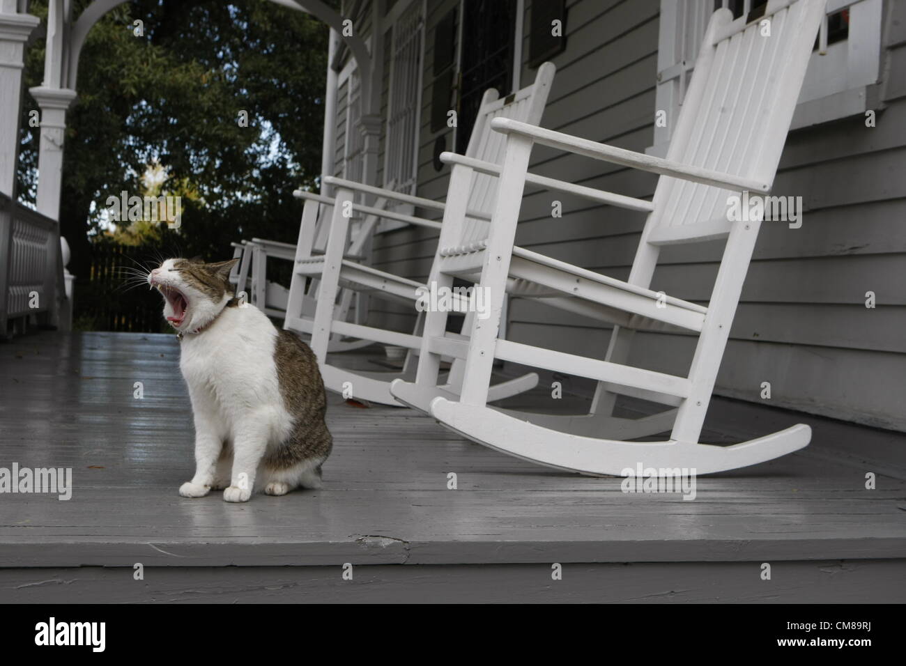 Oct. 18, 2012 - U.S. - Howard, the cat, is a mascot at Elmwood Cemetery ...