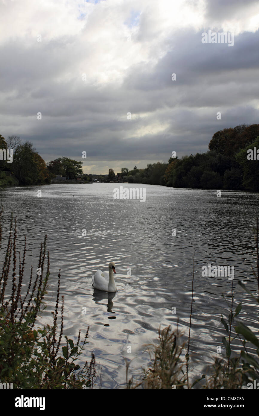 A swan swims along the River Thames at Hampton Court Palace. View ...