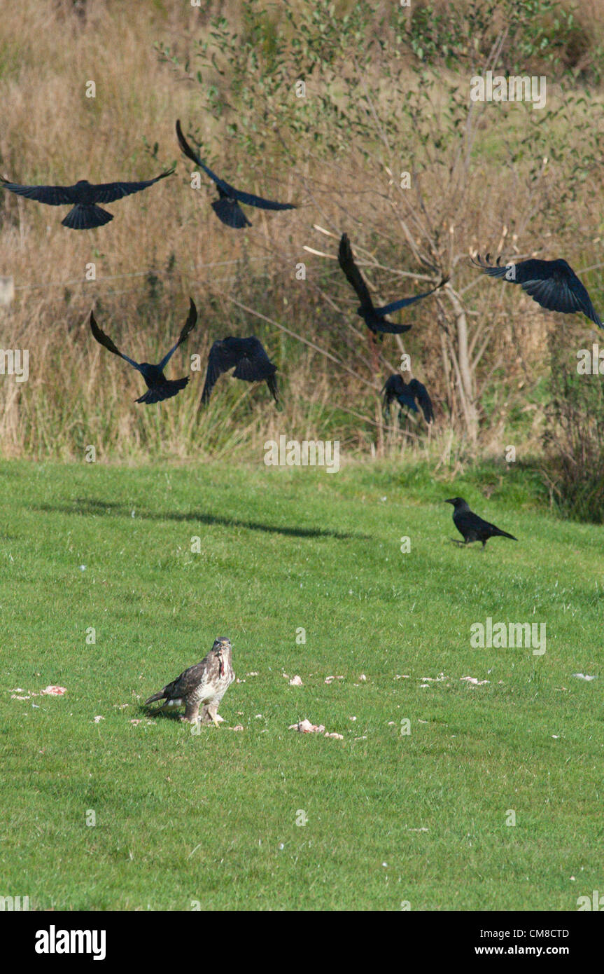 27th October 2012. Rhayader, Mid Wales, UK.Crows and a Buzzard join the ...